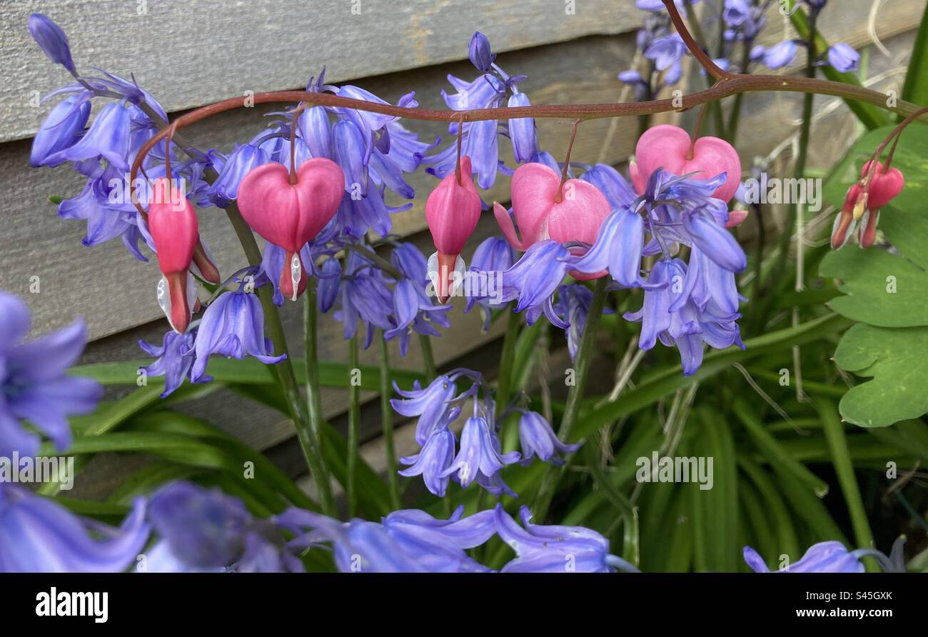 Bleeding hears hi-res stock photography and images - Alamy