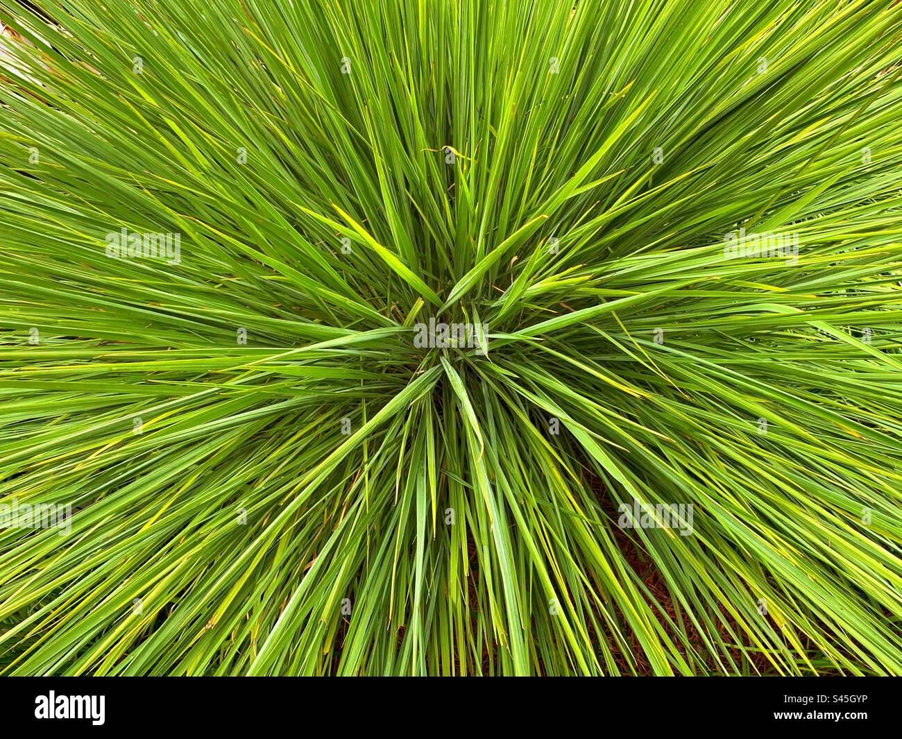 Long thin leaves hi-res stock photography and images - Alamy