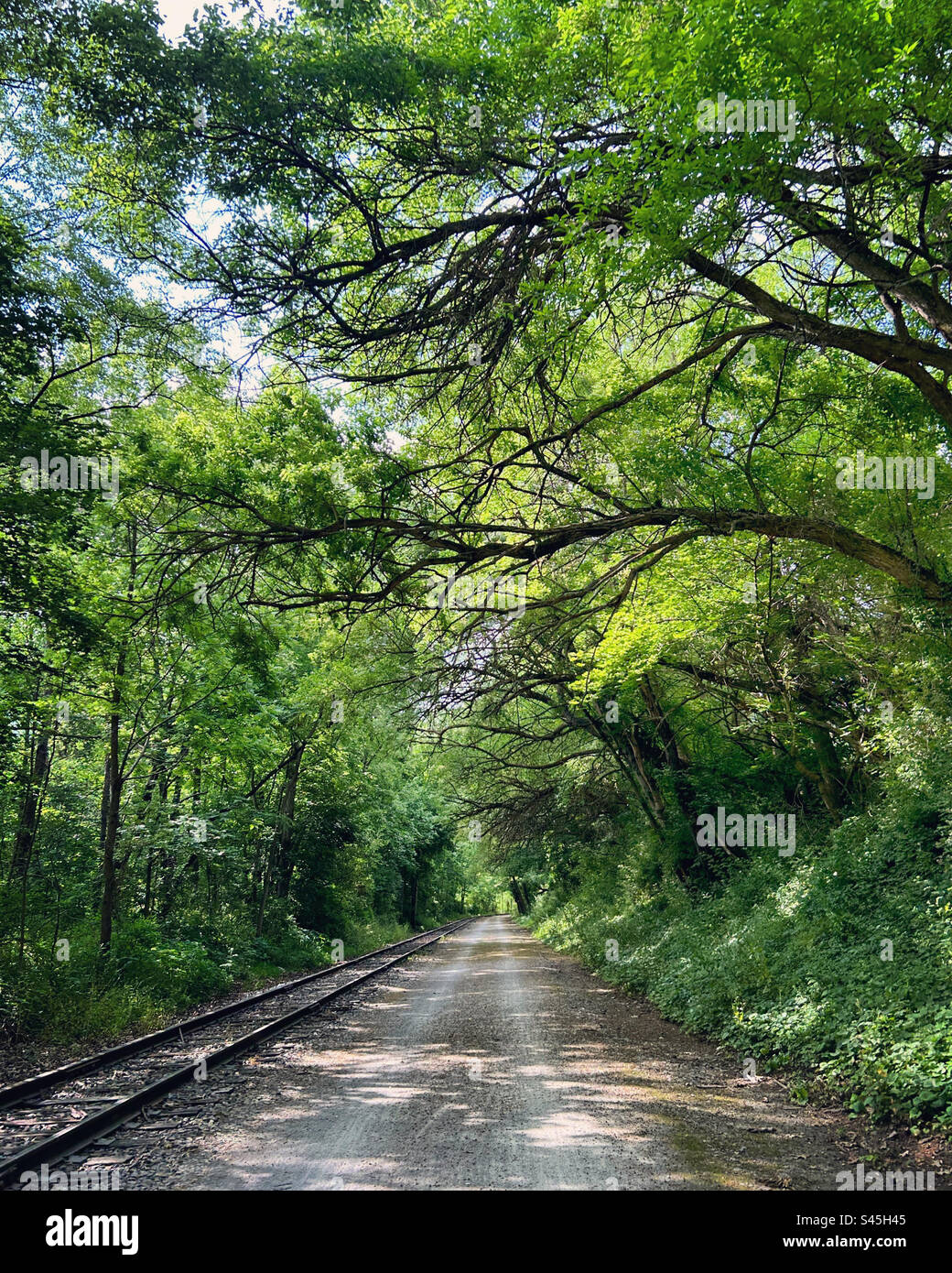 Canopy of trees hi-res stock photography and images - Alamy