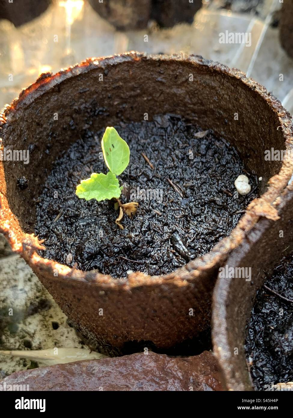 Light soil hi-res stock photography and images - Alamy