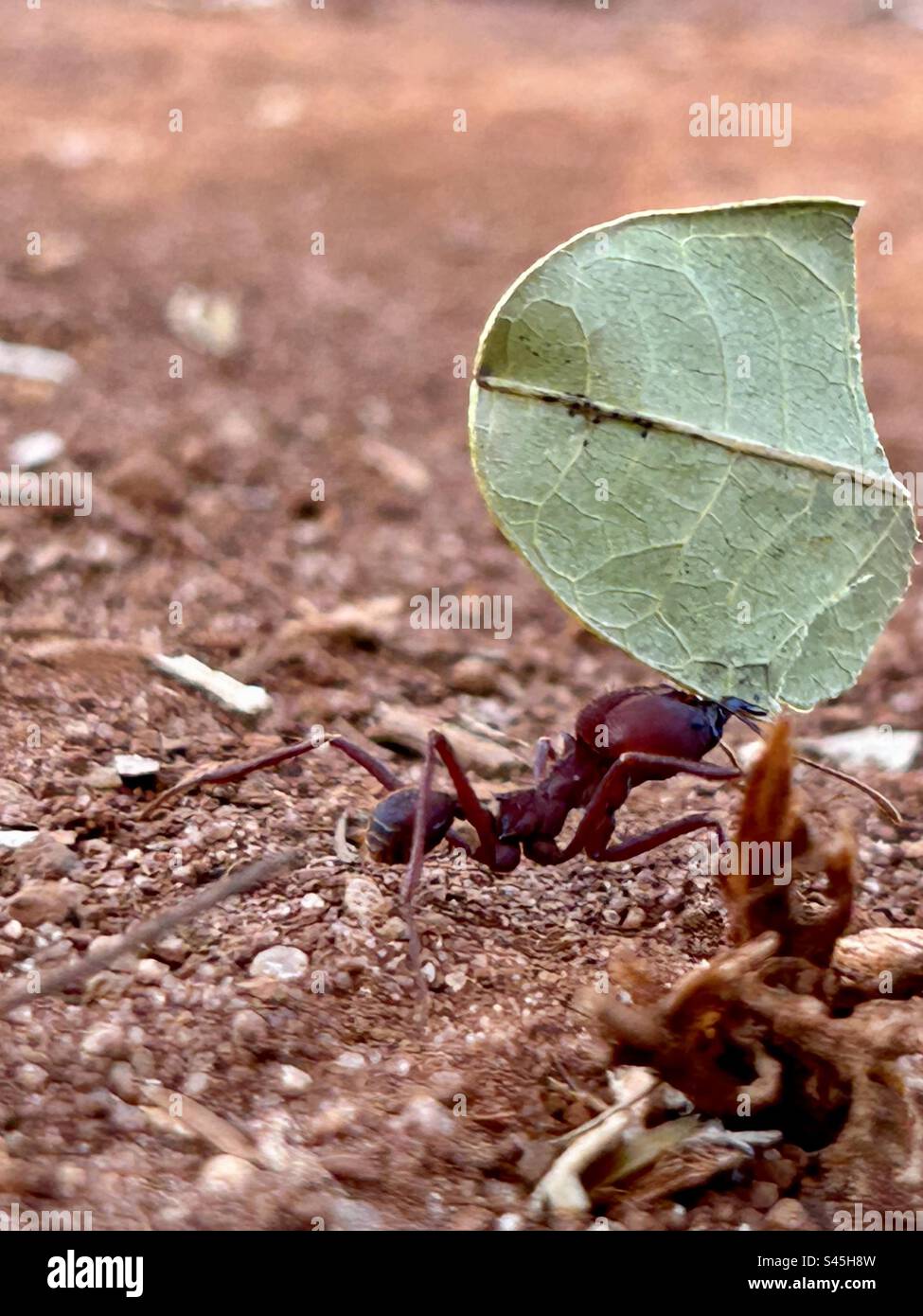 Ant work hi-res stock photography and images - Alamy