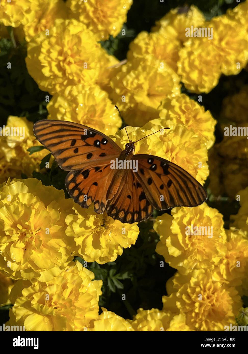 Gulf Fritillary butterfly on golden mums Stock Photo - Alamy