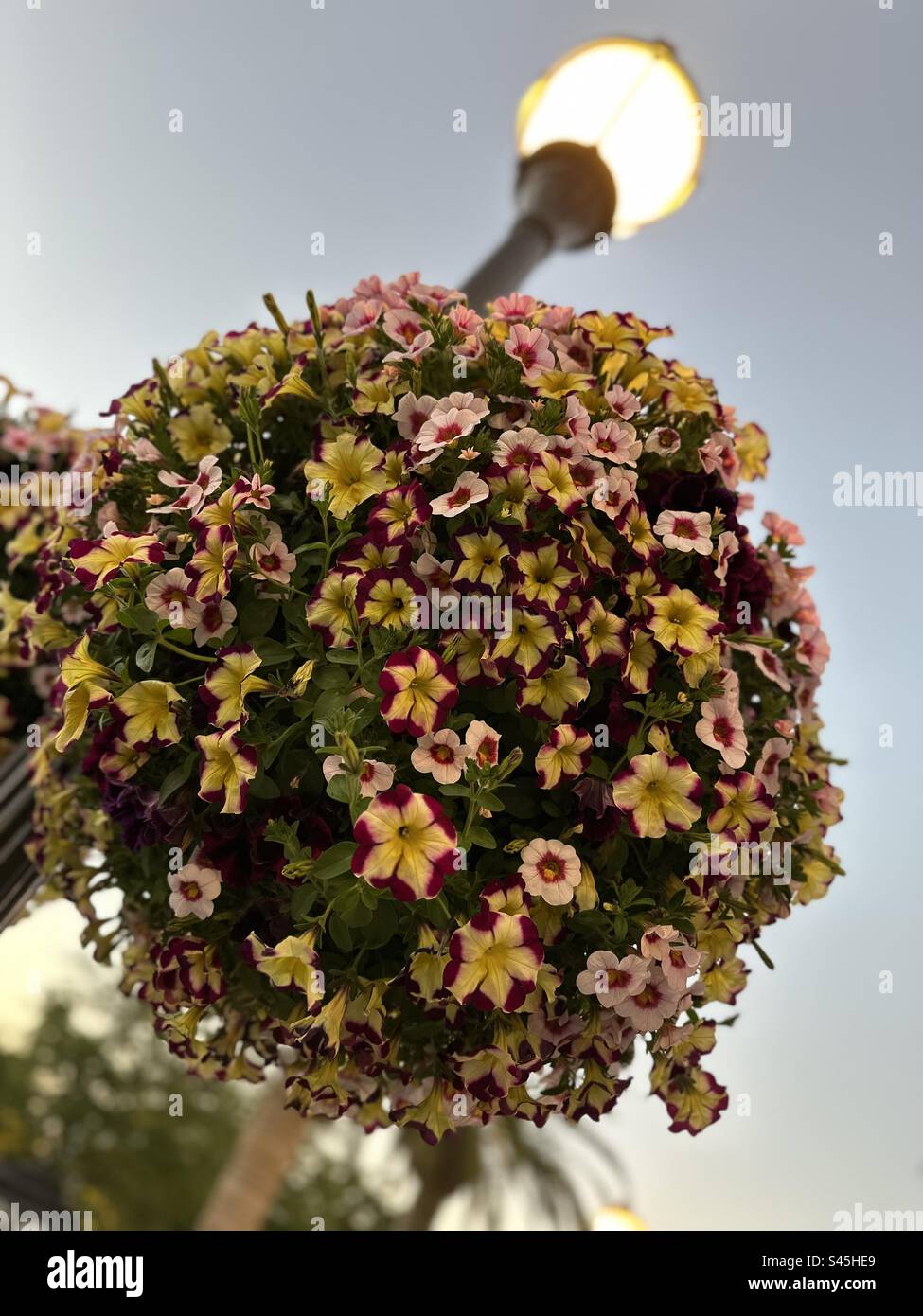 Ball flower hi-res stock photography and images - Alamy