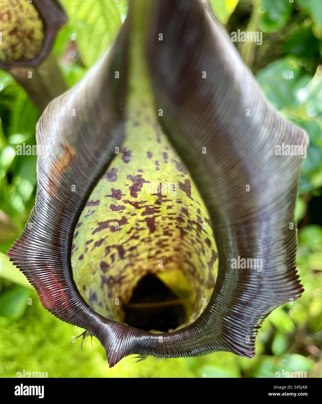 Meat eating plant hi-res stock photography and images - Alamy