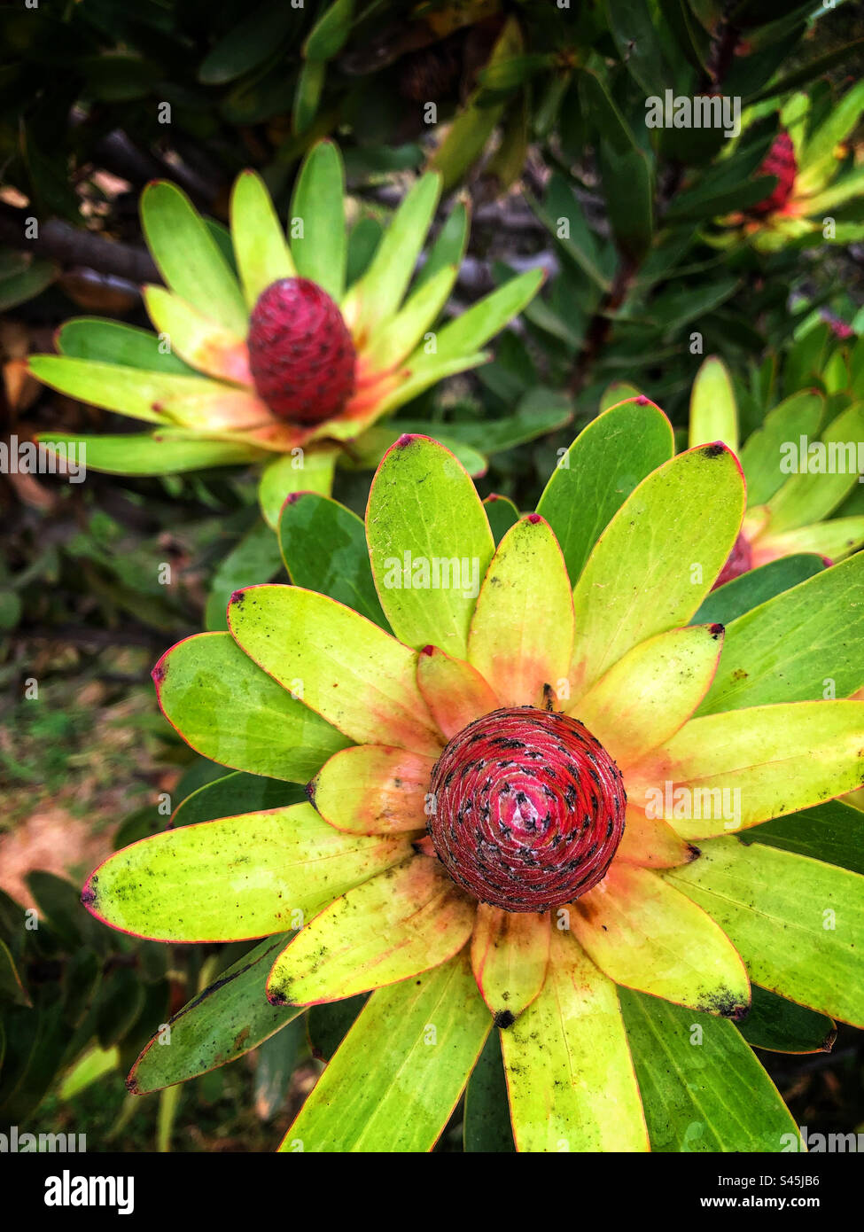 Red protea hi-res stock photography and images - Alamy