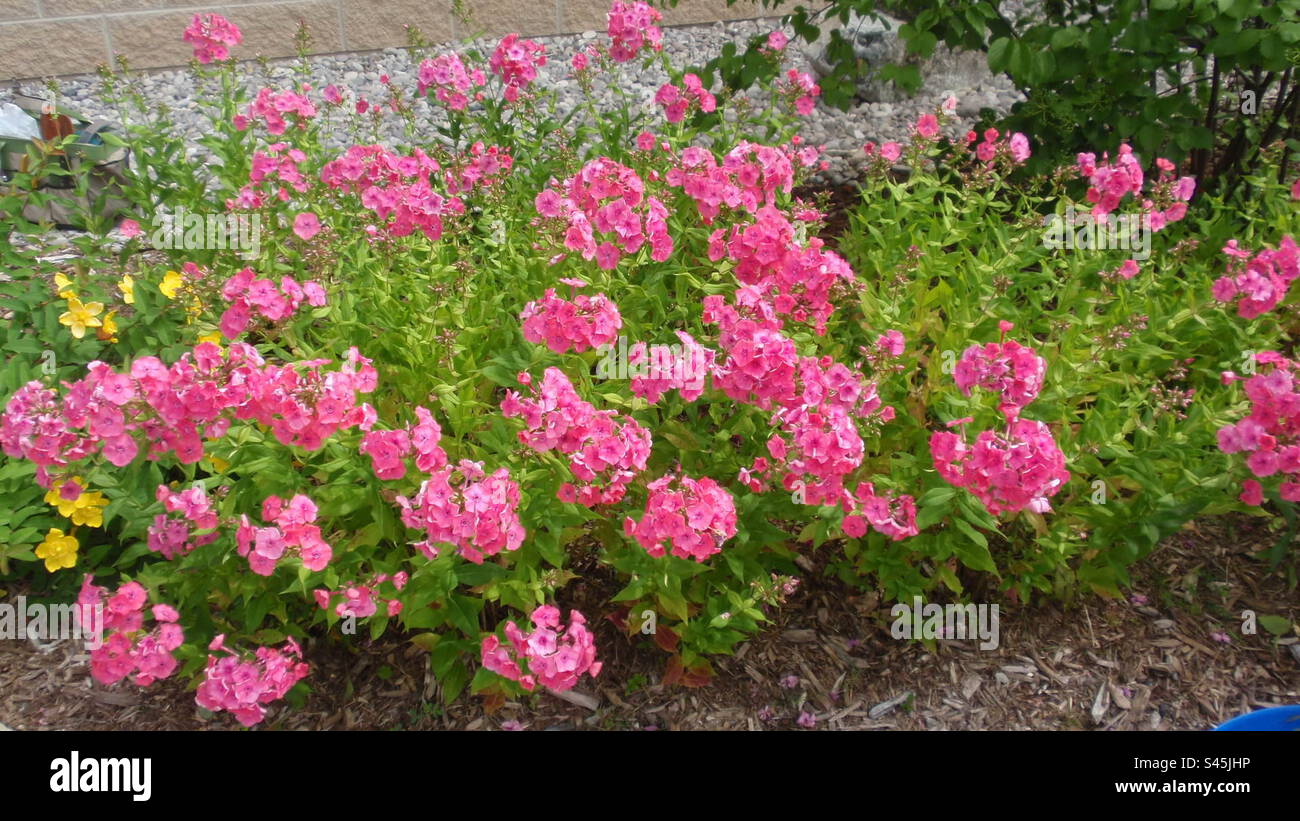 Phlox pink flowers hi-res stock photography and images - Alamy