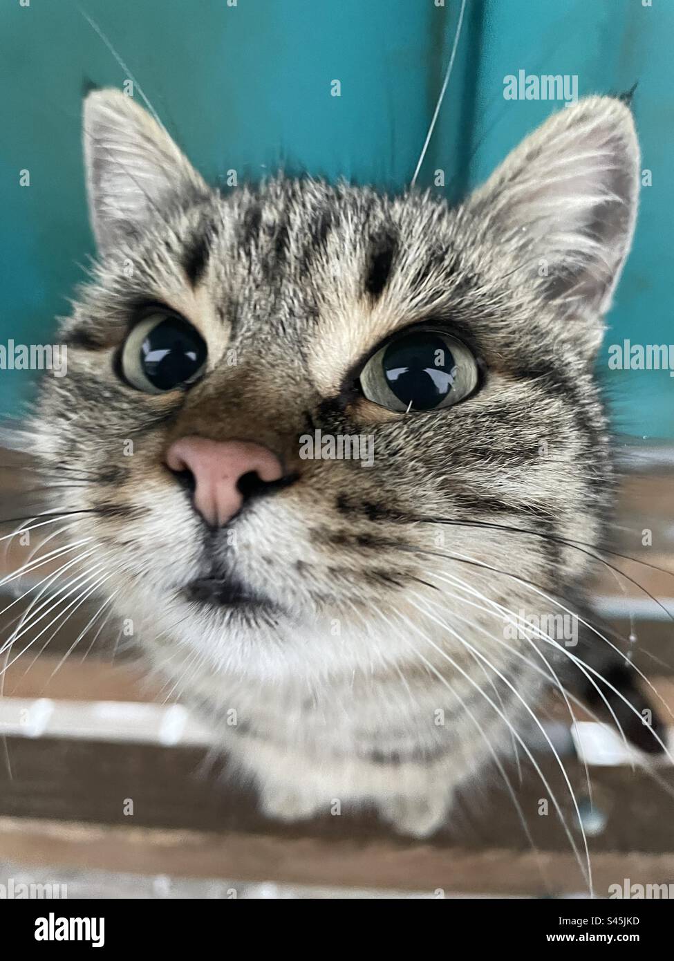 Cat bus hi-res stock photography and images - Alamy