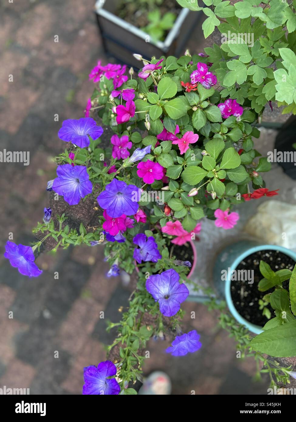 Cascading flowers hi-res stock photography and images - Alamy