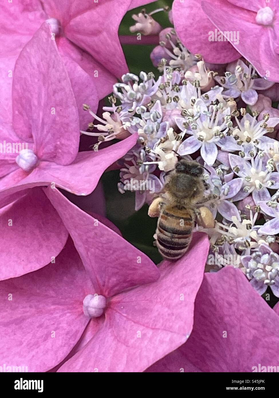 Hydrangea bee hi-res stock photography and images - Alamy