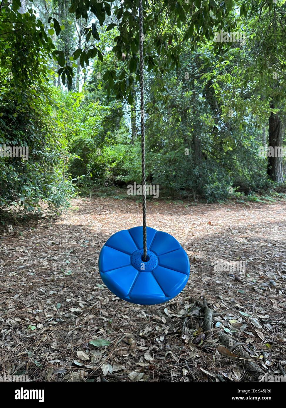 Rope swing hanging in the forest Stock Photo - Alamy