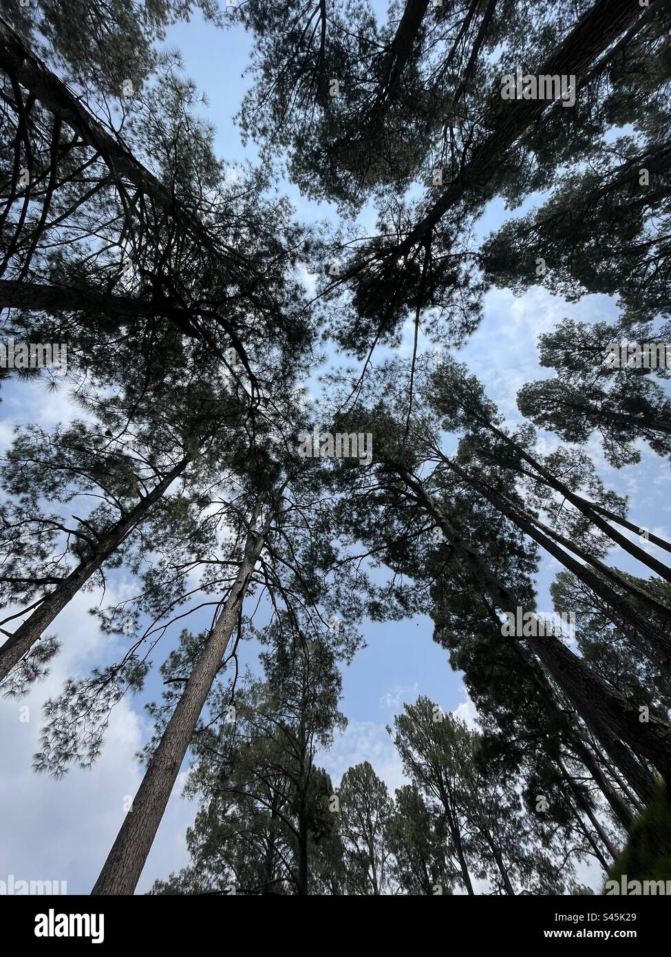 Bending trees hi-res stock photography and images - Alamy