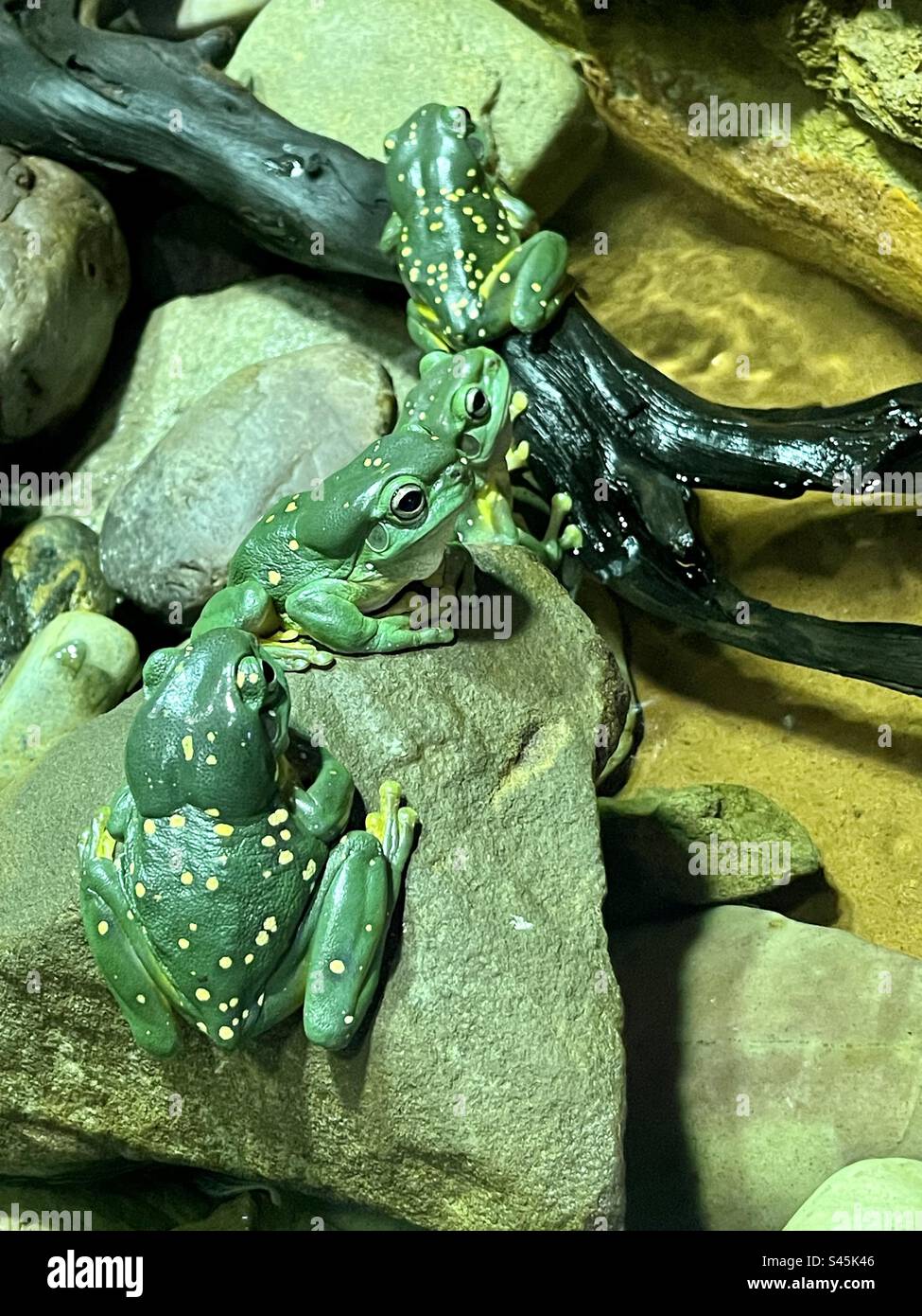 Green tree frogs Stock Photo - Alamy