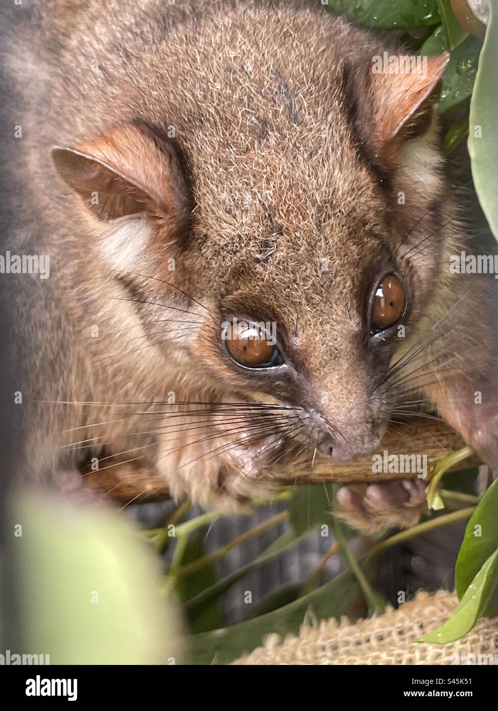 Possum possum hi-res stock photography and images - Alamy