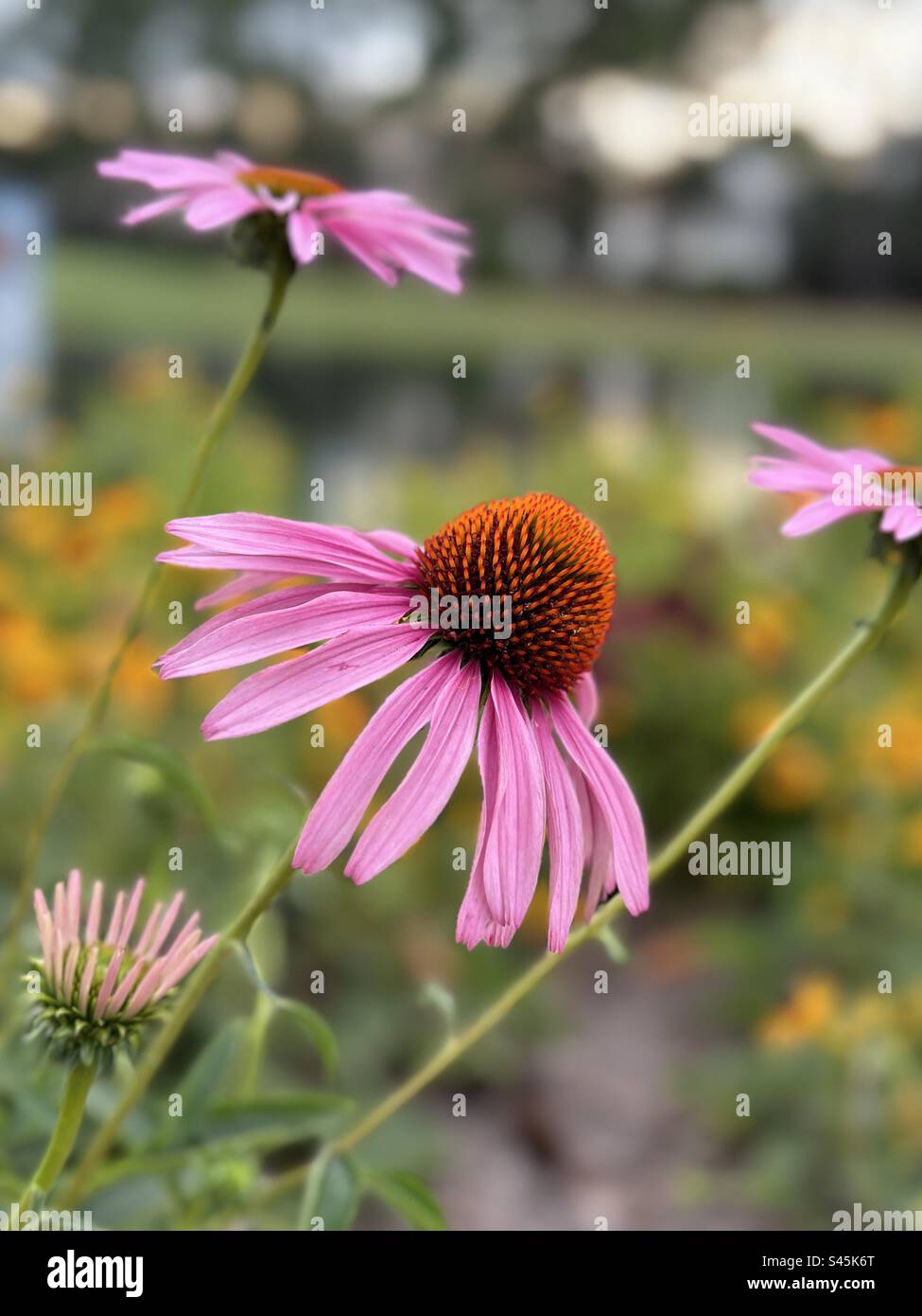 Coneflowers in garden hi-res stock photography and images - Alamy