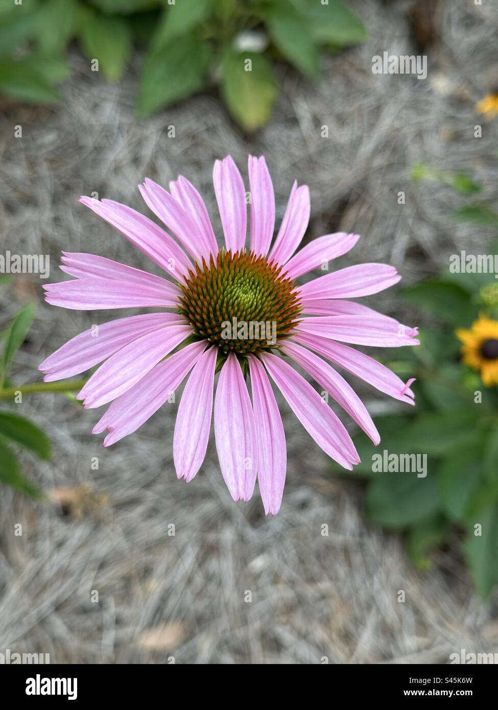 Isolated pink coneflower Stock Photo - Alamy