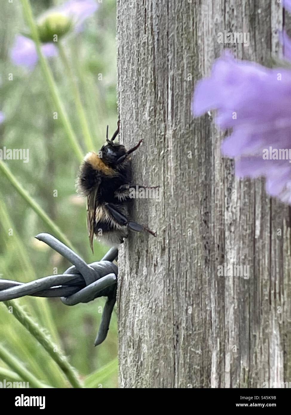 Bumblebee on a fence post Stock Photo - Alamy