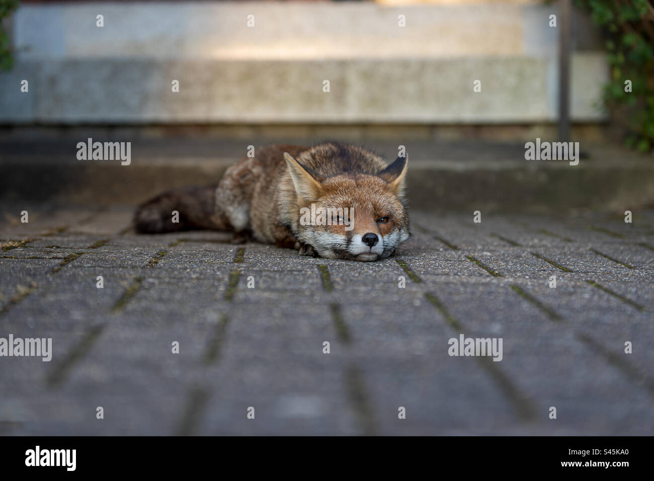 Fox lying down hi-res stock photography and images - Alamy