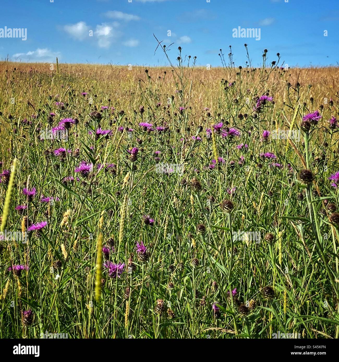 Centaurea jacea, brown knapweed, Peachfield common, malvern Stock Photo ...