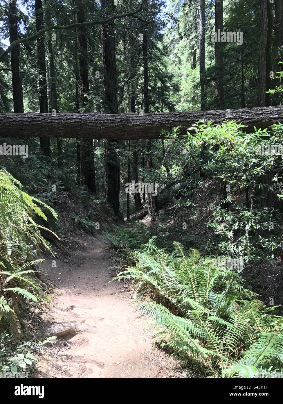 Log trail hi-res stock photography and images - Alamy