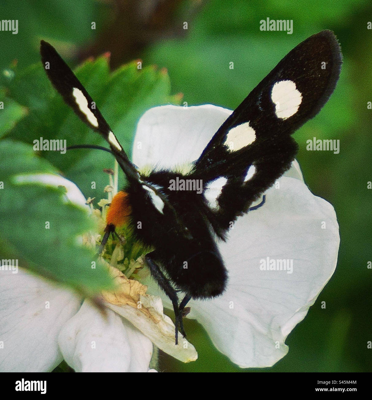 Forester moth hi-res stock photography and images - Alamy