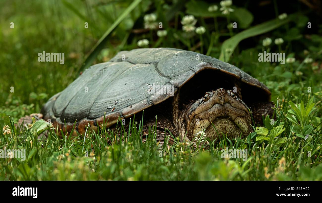 Snapping flowers hi-res stock photography and images - Alamy