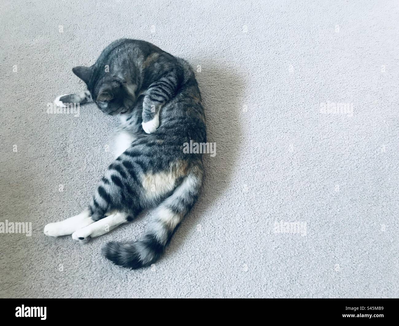 Cat grooming itself hi-res stock photography and images - Alamy