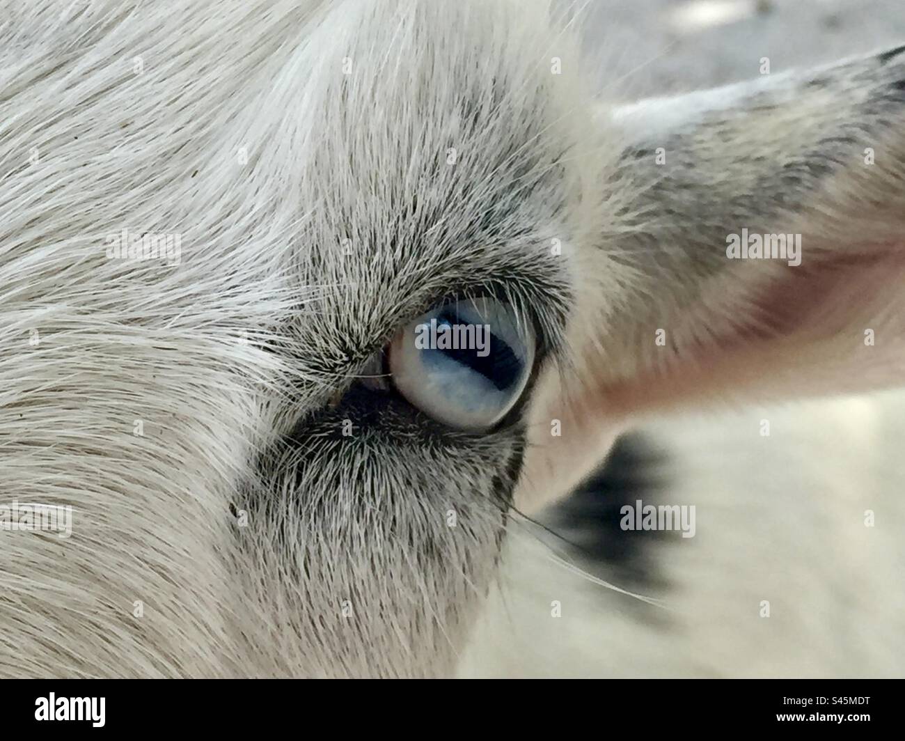 Goat eyes hi-res stock photography and images - Alamy