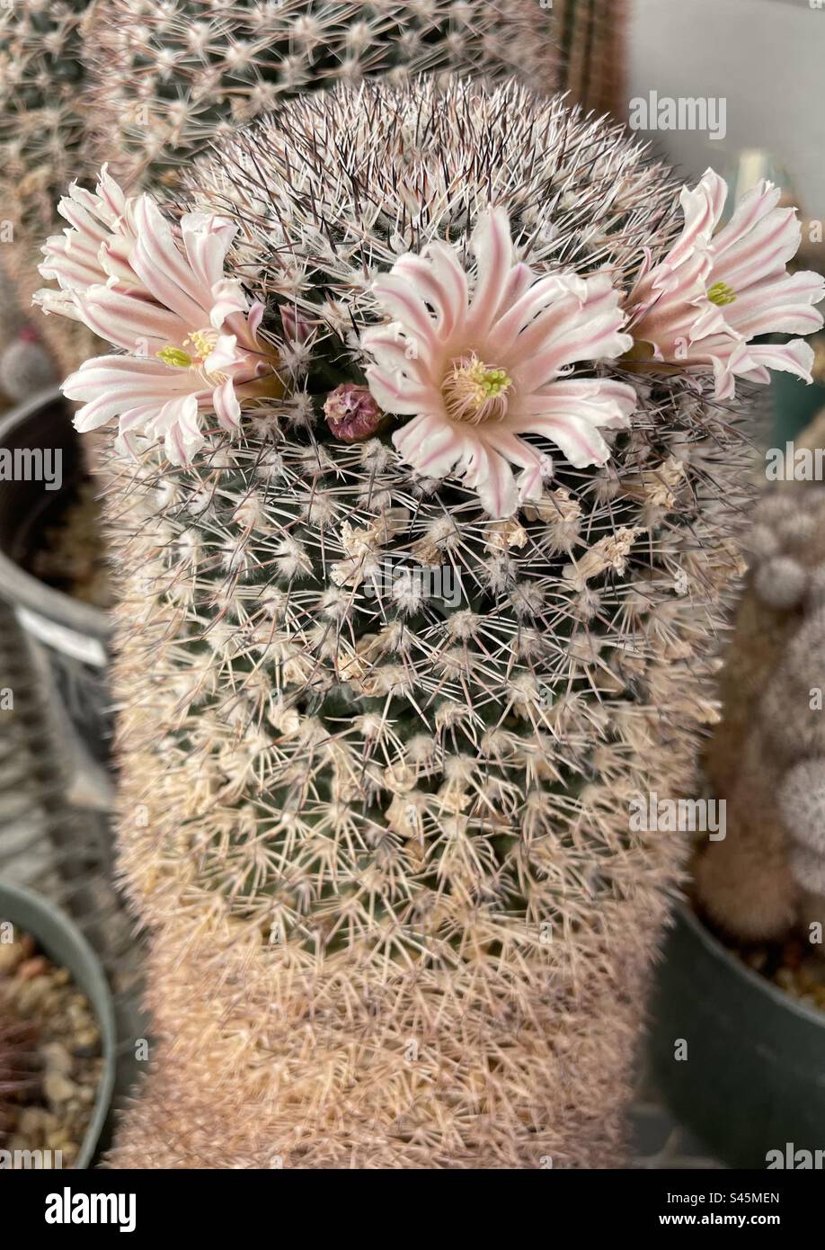 Spiky cactus hi-res stock photography and images - Alamy