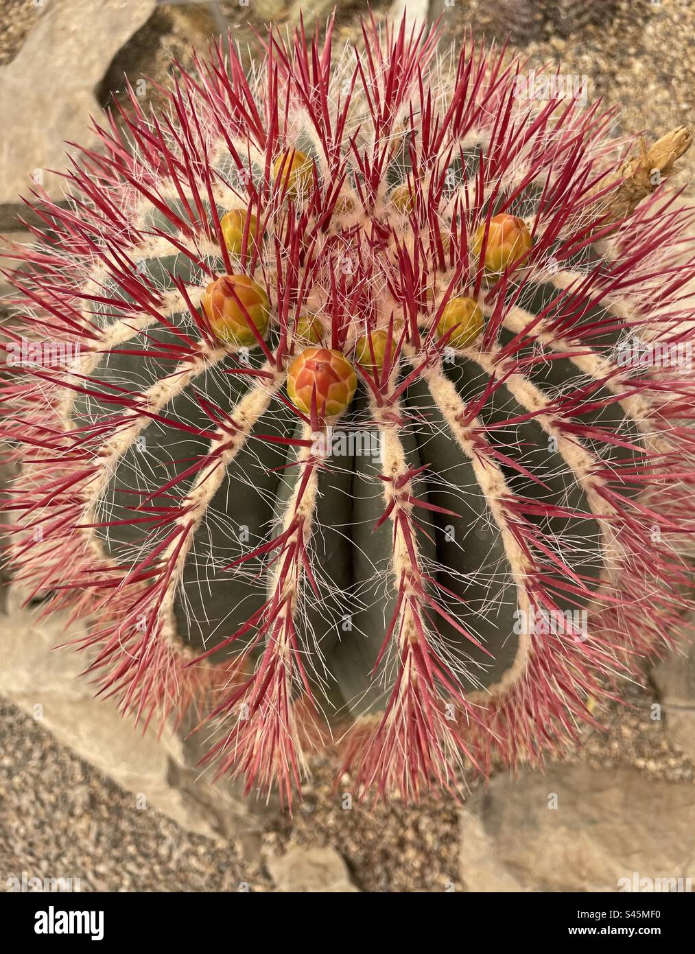 Red Thorny Round Cactus with Yellow Orange Blooming Flower Buds Stock ...