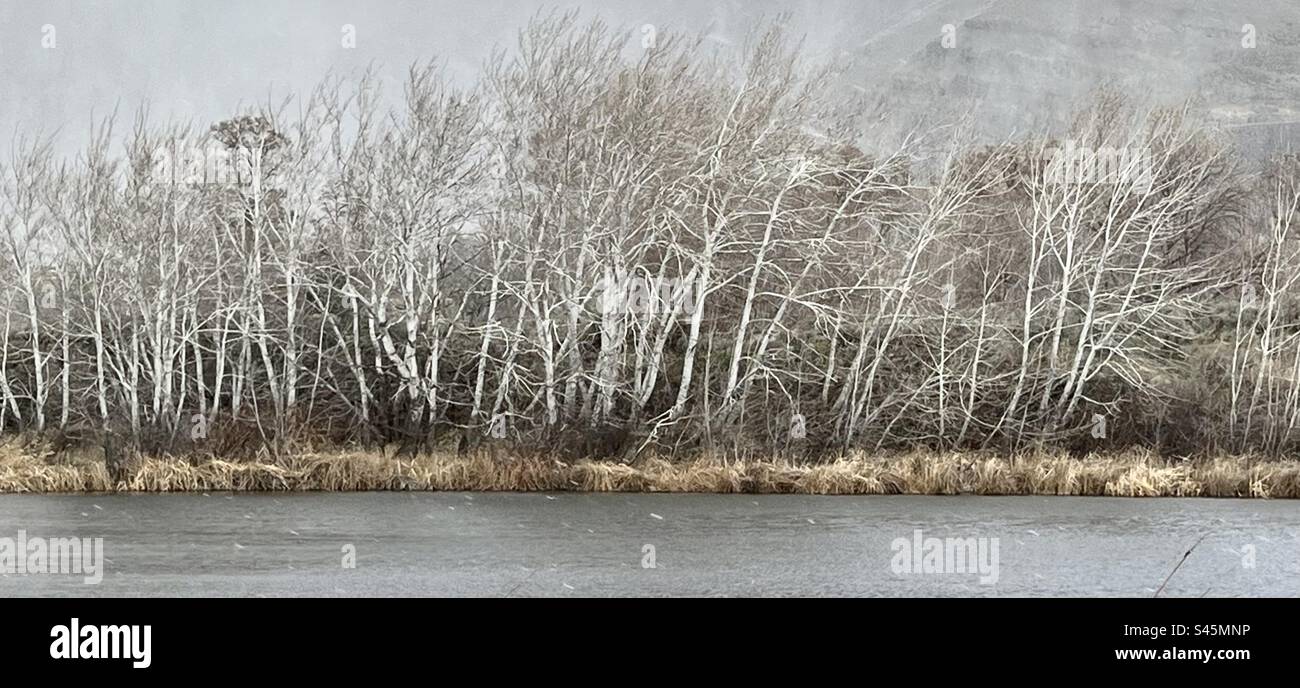 Birch stand hi-res stock photography and images - Alamy