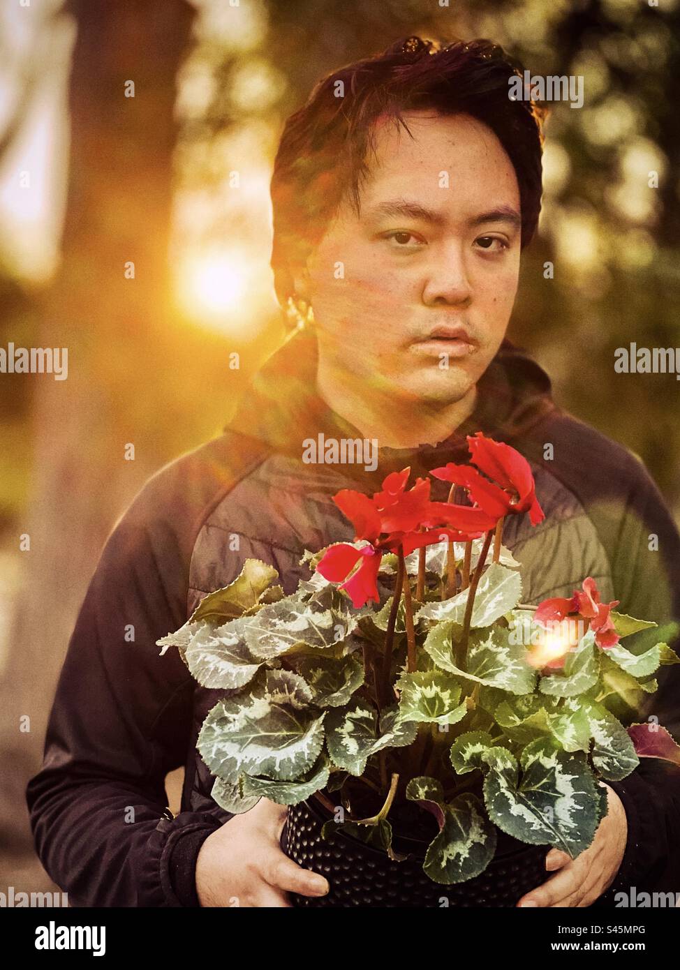 Portrait of young Asian man holding a red flowering cyclamen potted ...