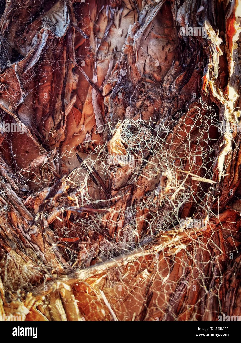 Close-up of spider webs on rough, textured bark of tree trunk. Full ...