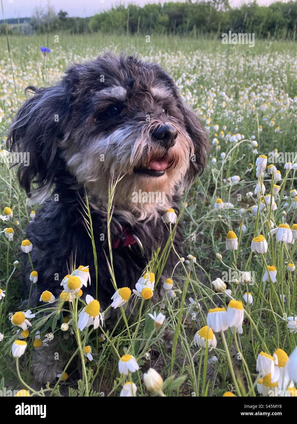 Dog in flowers hi-res stock photography and images - Alamy