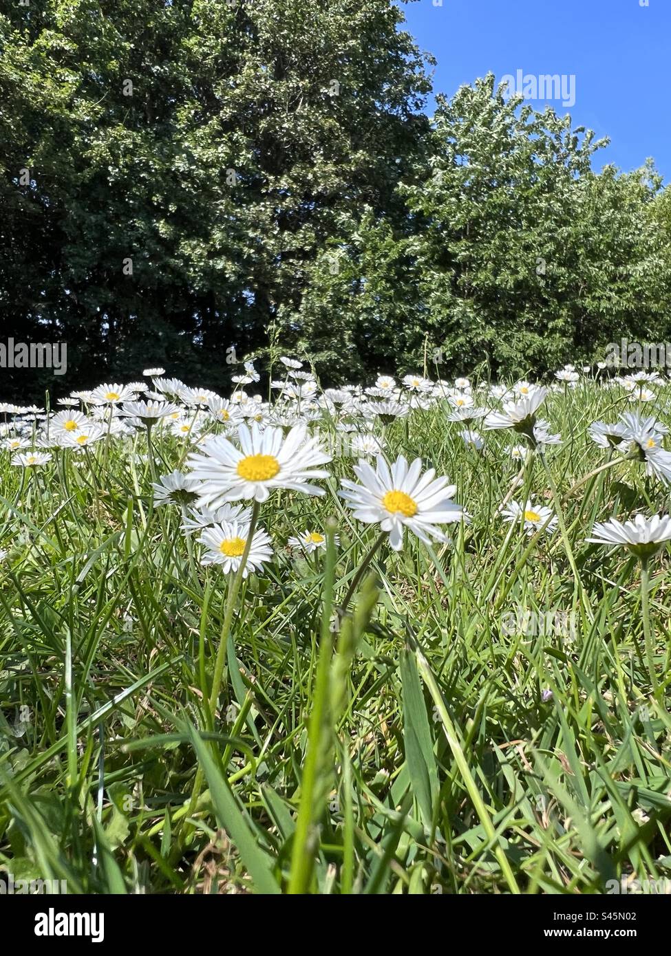 Flower field in Denmark Stock Photo - Alamy