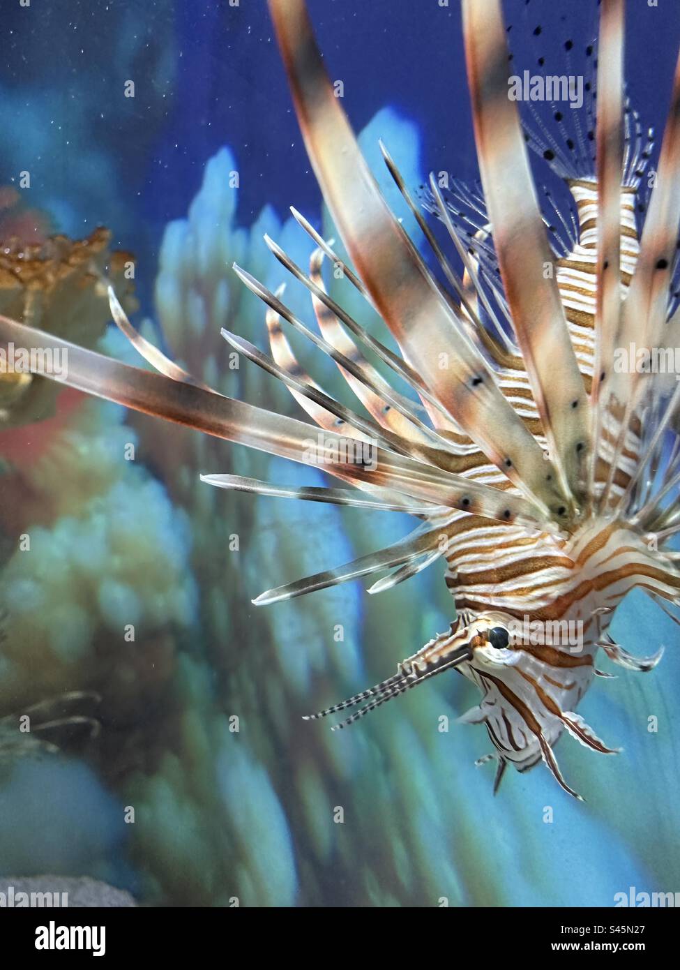 Amazing fish hi-res stock photography and images - Alamy