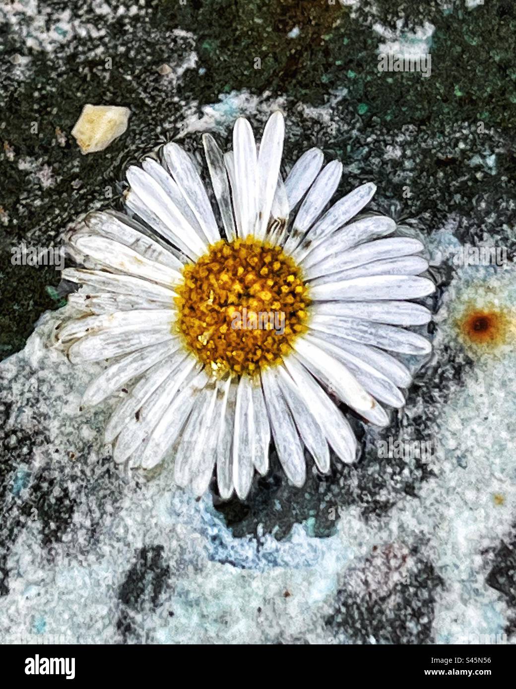 Daisy flower floating in a pool of water Stock Photo - Alamy