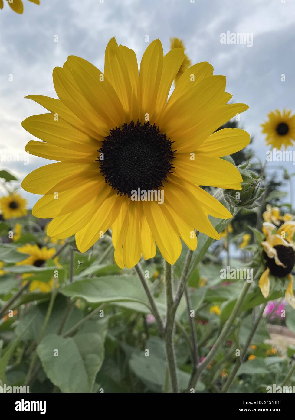 Blooming evening hi-res stock photography and images - Alamy