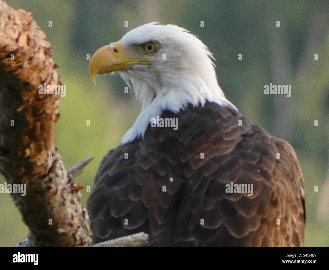 Bald eagle profile hi-res stock photography and images - Alamy