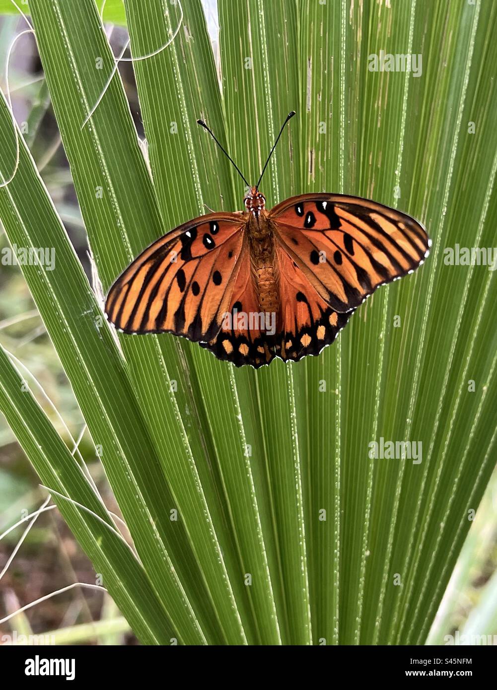 Gulf fritillary butterfly on palm tree frond Stock Photo - Alamy