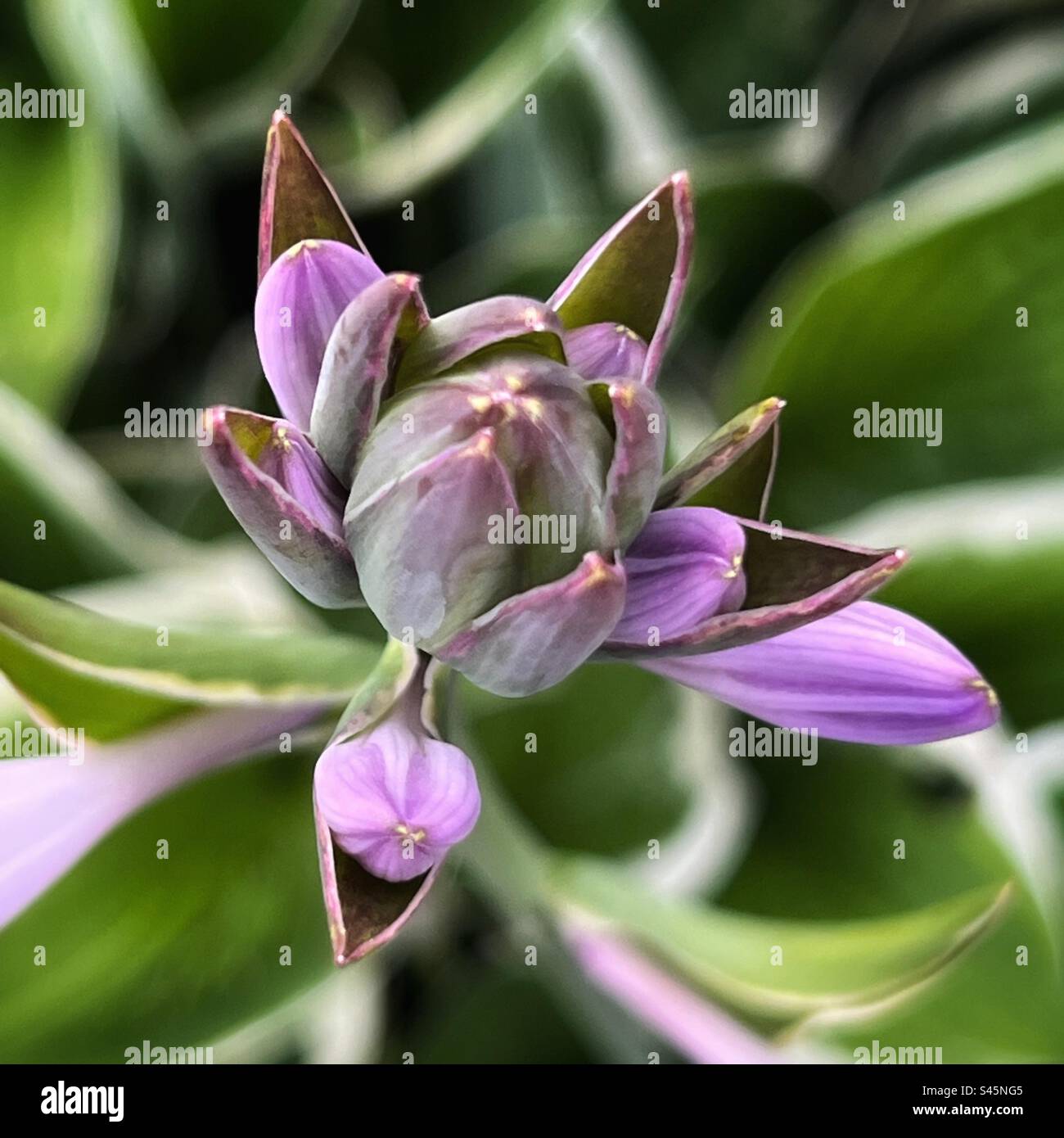 Pink hostas hi-res stock photography and images - Alamy