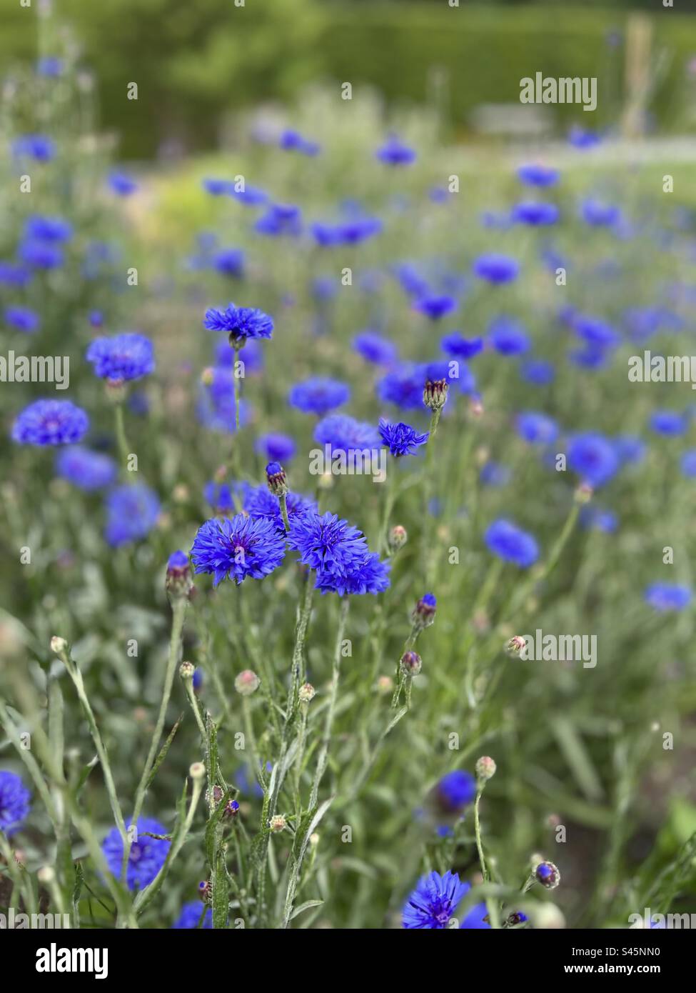 Blue flowers meadow Stock Photo - Alamy
