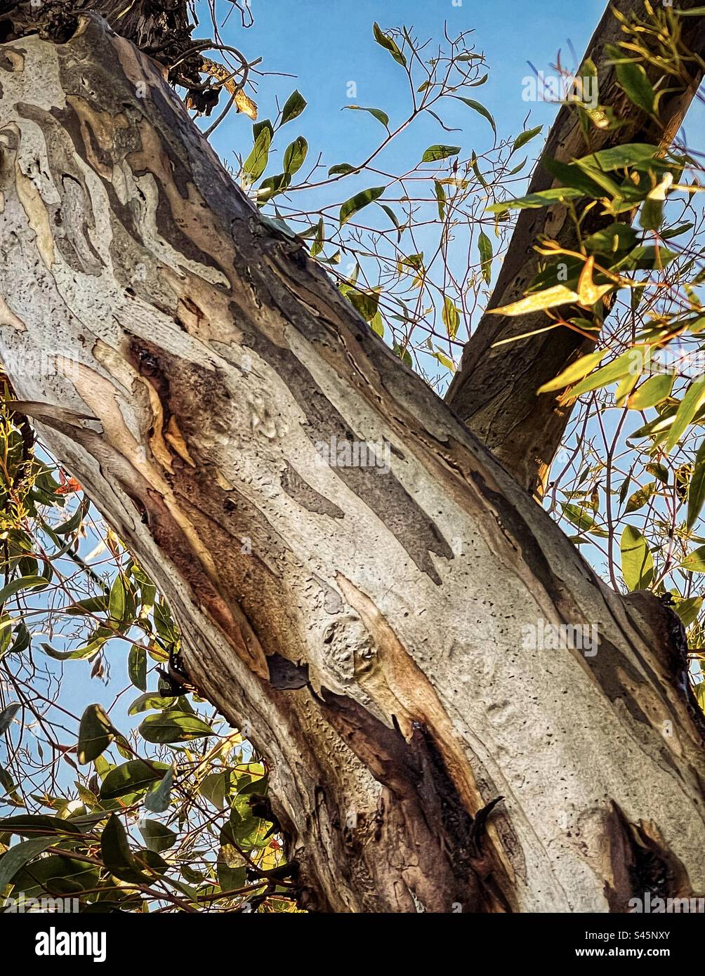 Eucalyptus tree trunk hi-res stock photography and images - Alamy