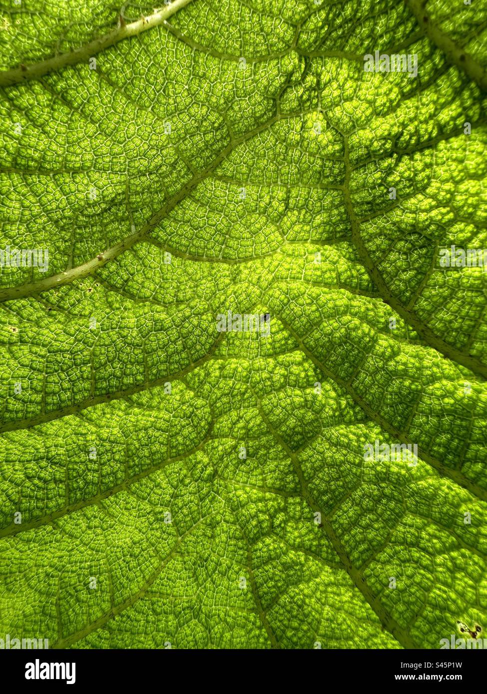Macro of green leaf hi-res stock photography and images - Alamy