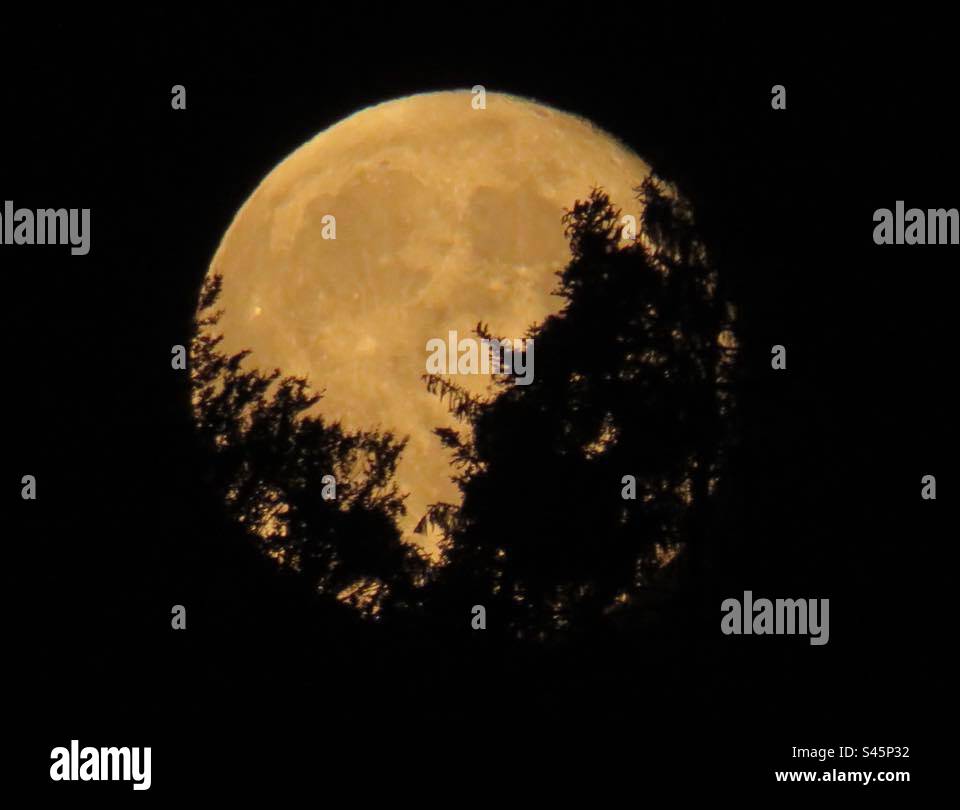 Tree silhouette with full moon hi-res stock photography and images - Alamy