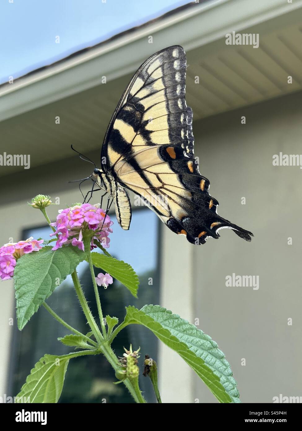 Giant yellow swallowtail butterfly hi-res stock photography and images - Alamy