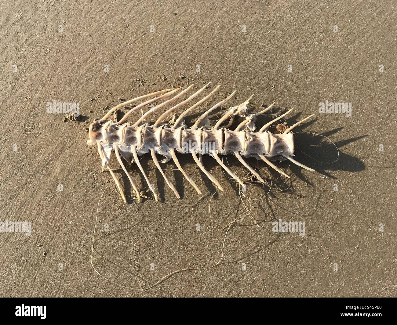 Fishbone at the beach Stock Photo - Alamy