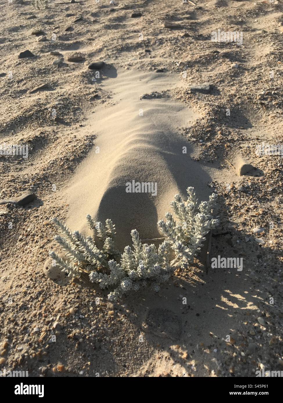 Plants at the beach Stock Photo - Alamy