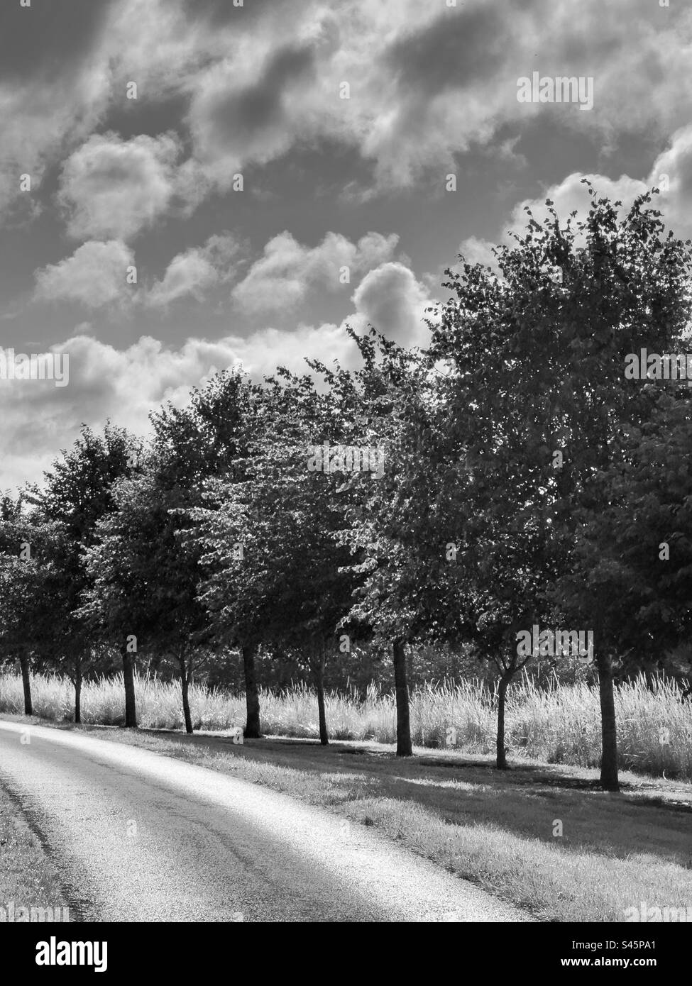 Black white lime hi-res stock photography and images - Alamy