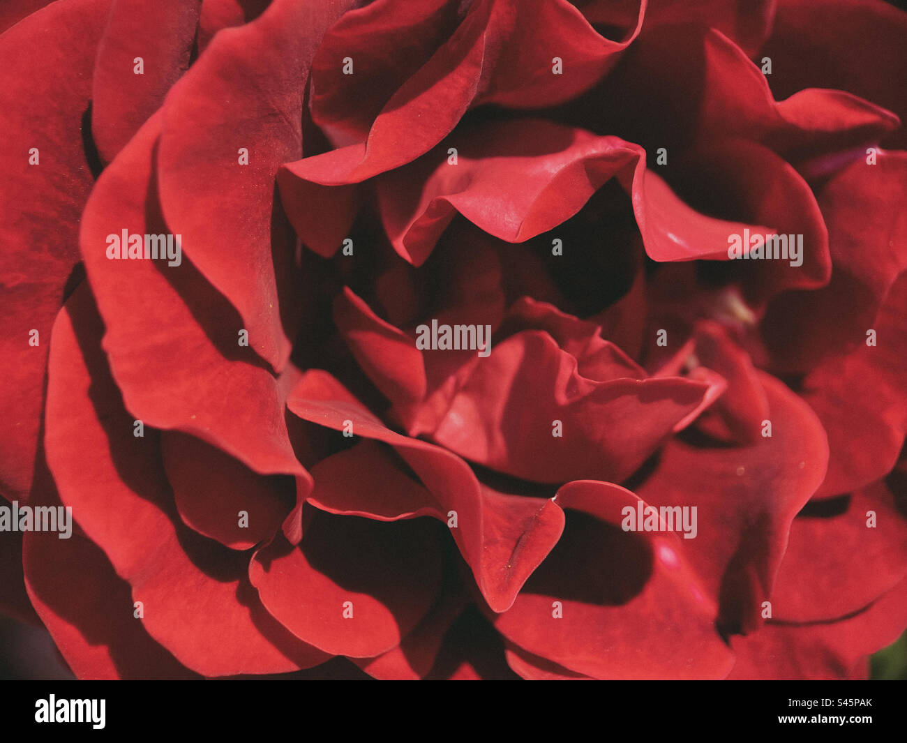 Lush petals hi-res stock photography and images - Alamy