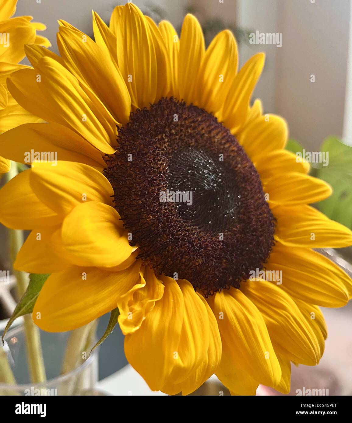 Common Sunflower or genus helianthus Stock Photo - Alamy